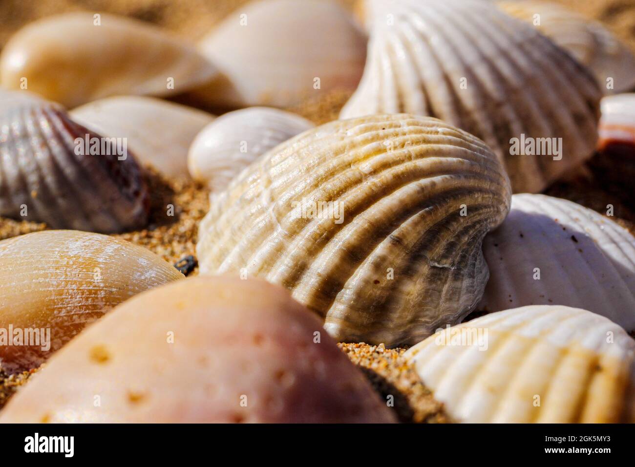 Macro of various sea shells on sand Stock Photo - Alamy