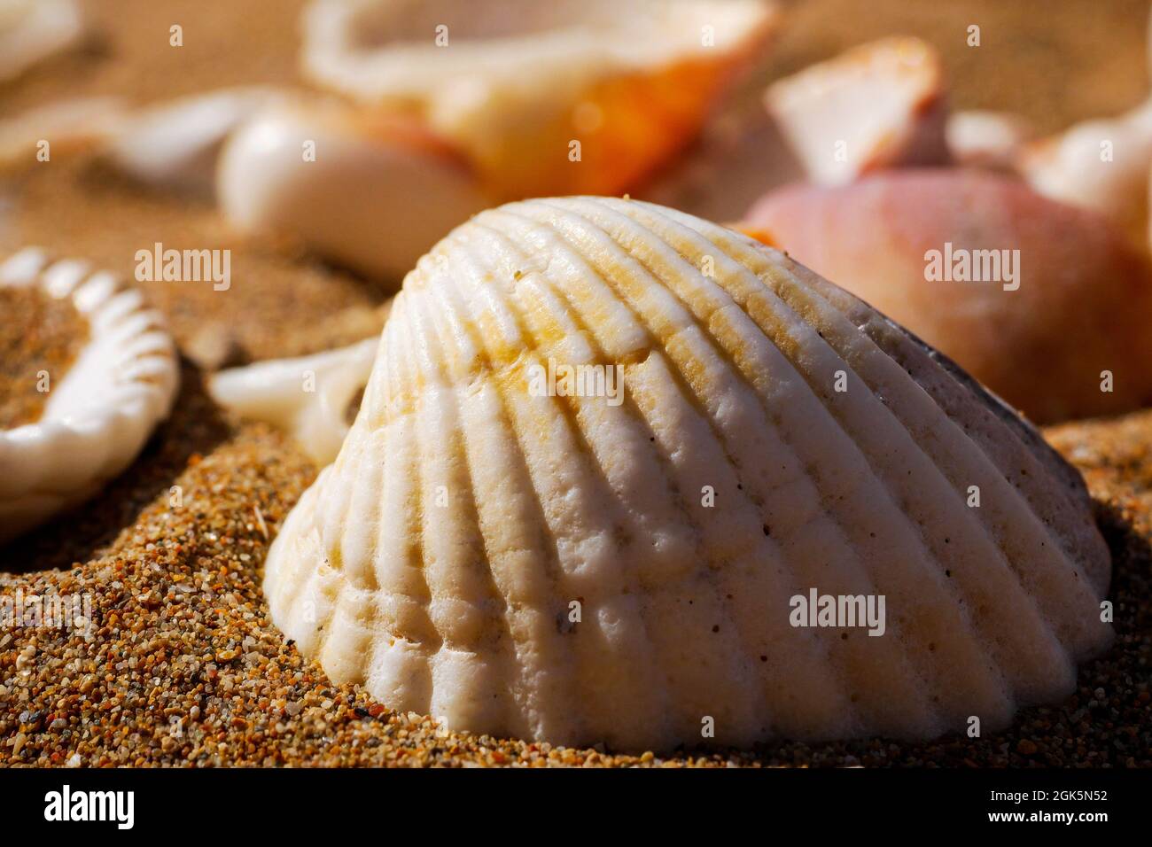 Macro of white sea shell on sand Stock Photo - Alamy