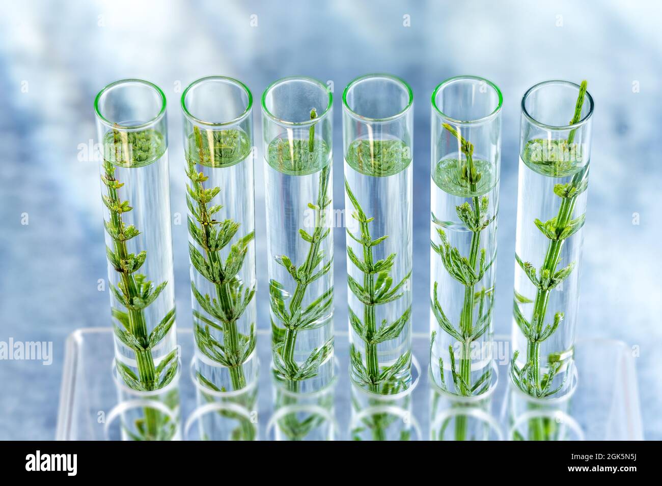 GMO : samplings of genetically modified plants growing inside test ...