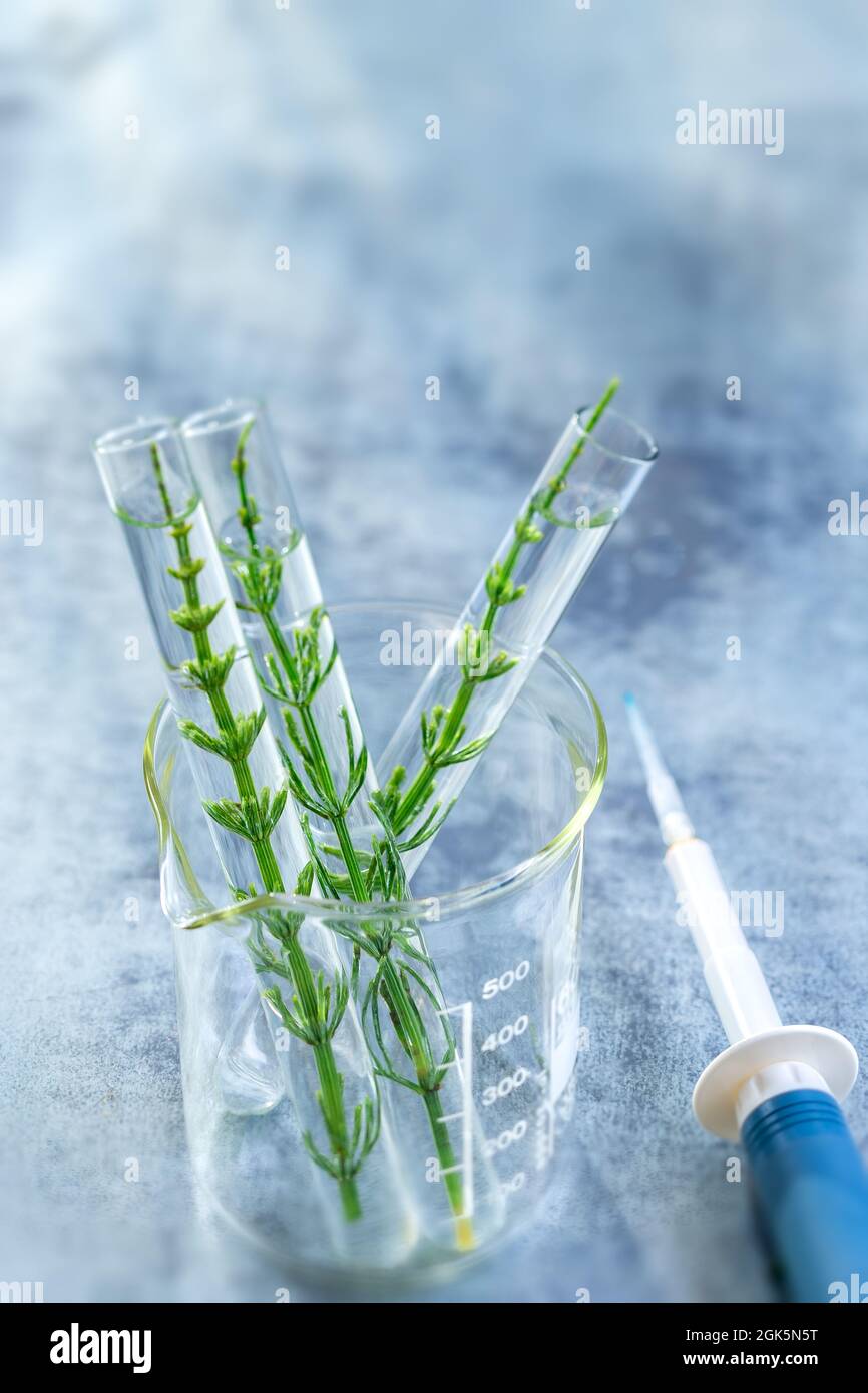 GMO : samplings of genetically modified plants growing inside test ...