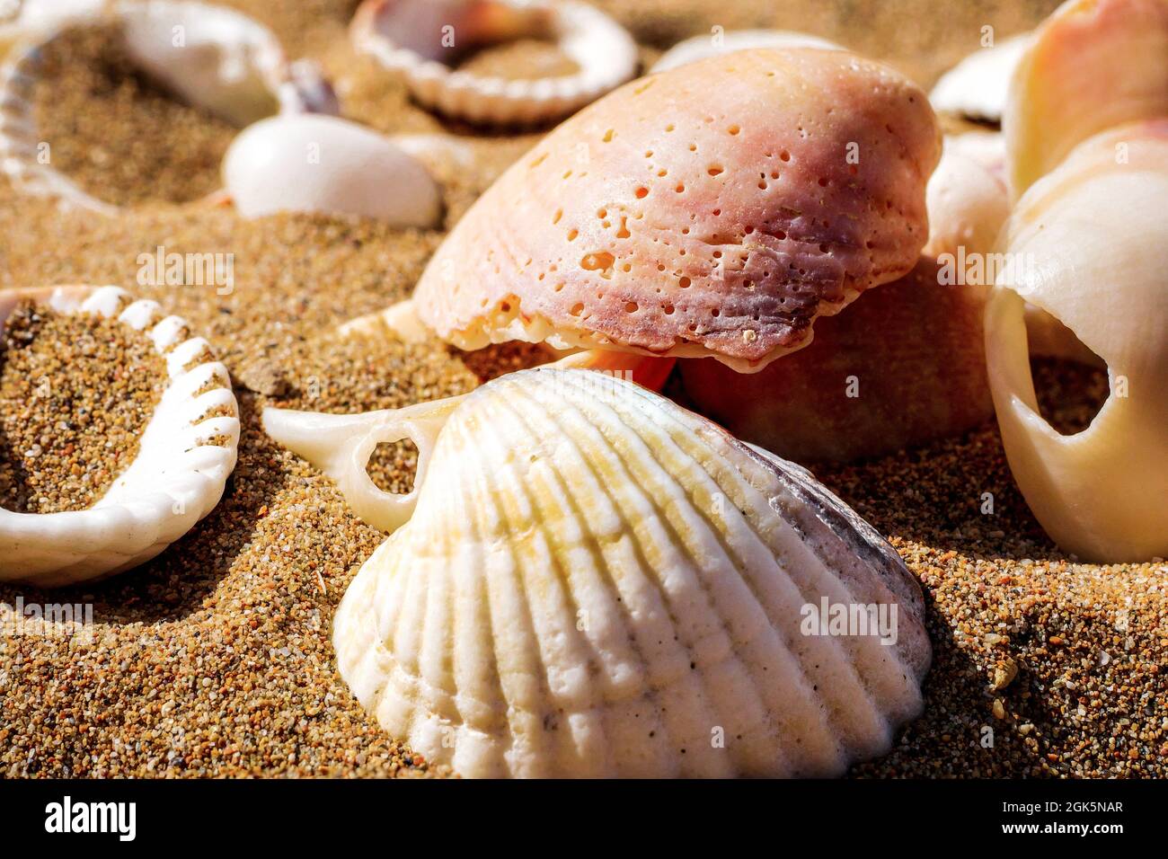 Macro of various sea shells on sand. Focus on sea shell with worm-holes ...