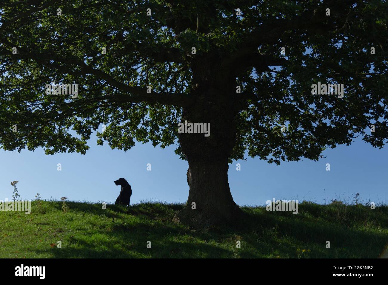 Old english oak tree hi-res stock photography and images - Alamy