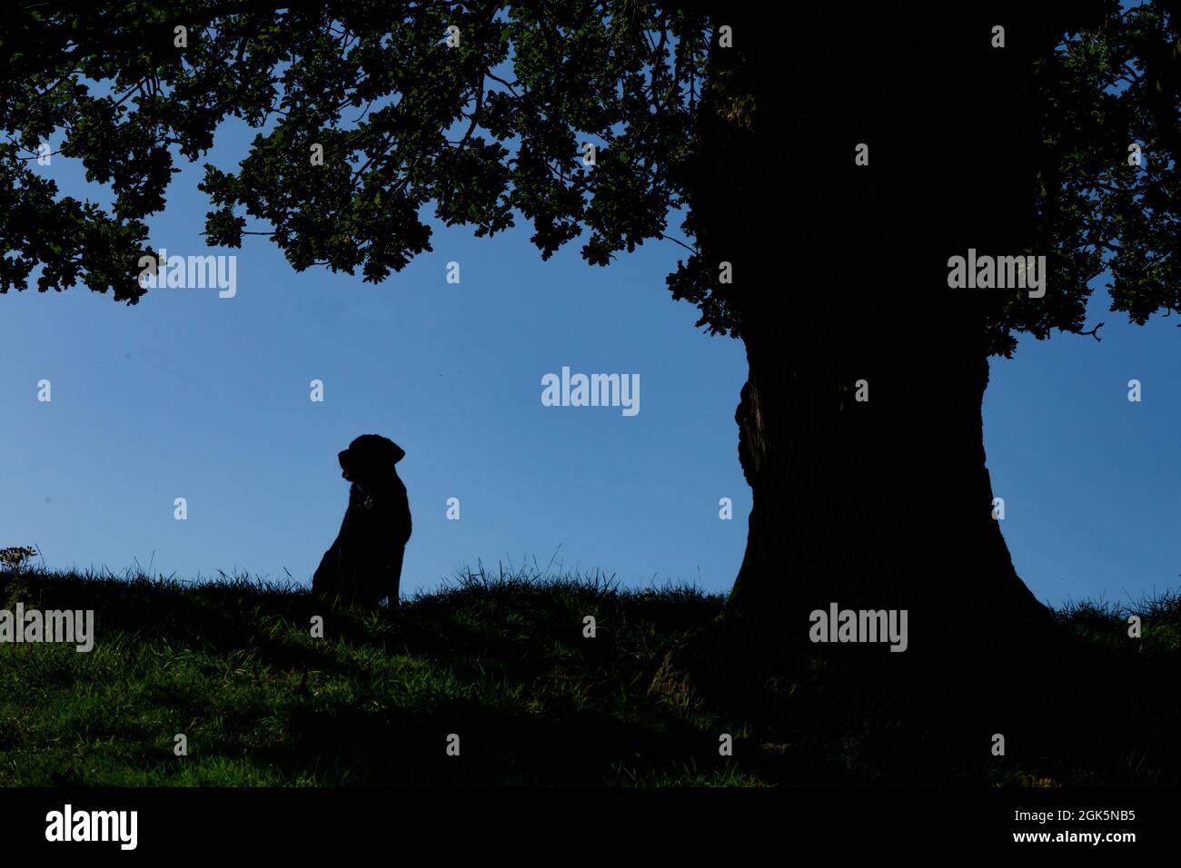 A black labrador sitting under an old English Oak tree. The shape of ...