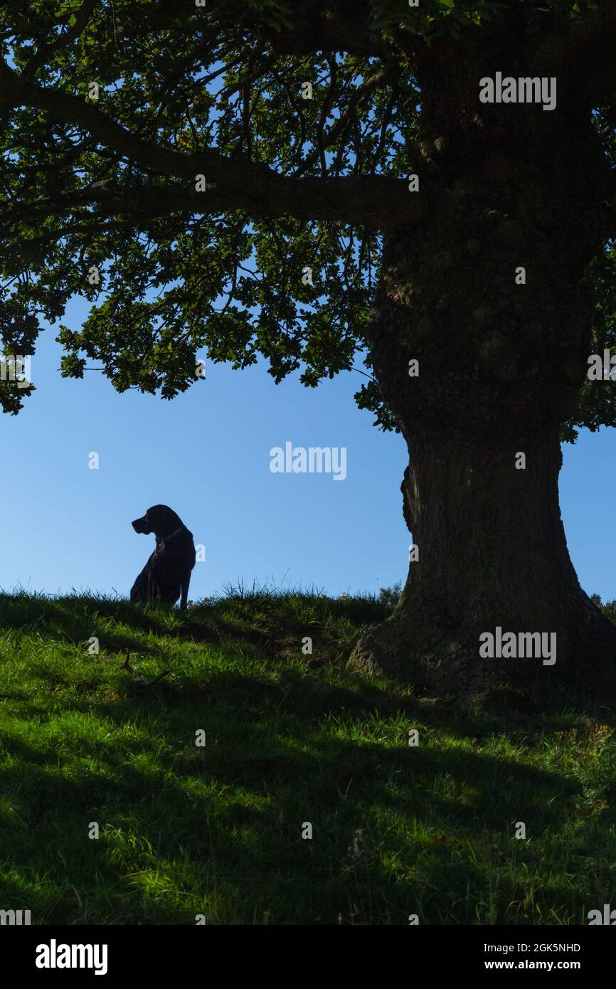 Black labrador under tree hi-res stock photography and images - Alamy