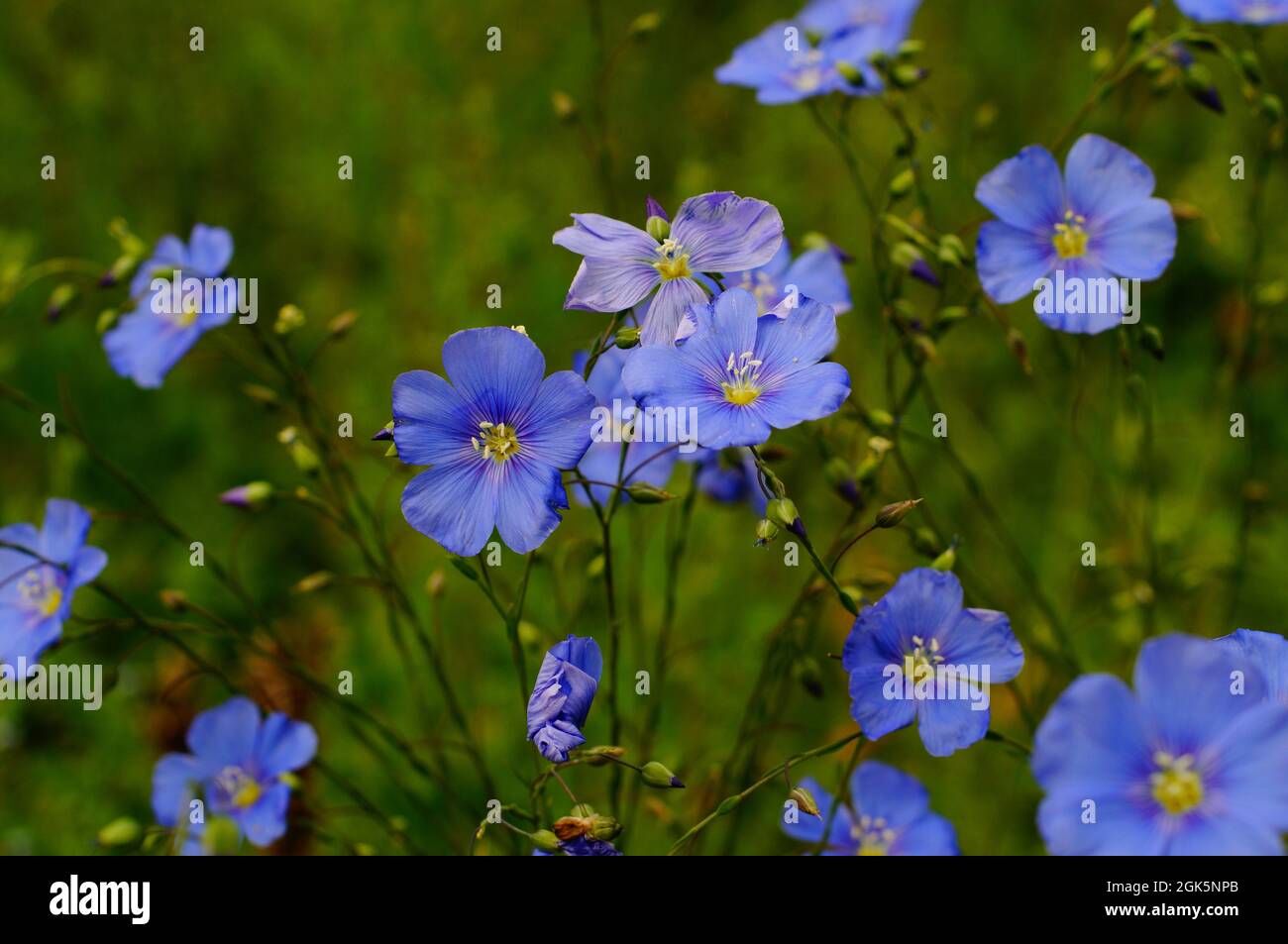 Biodiversity in a flower strip hi-res stock photography and images - Alamy