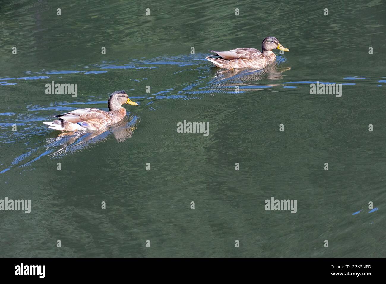 Two ducks swimming on water Stock Photo - Alamy