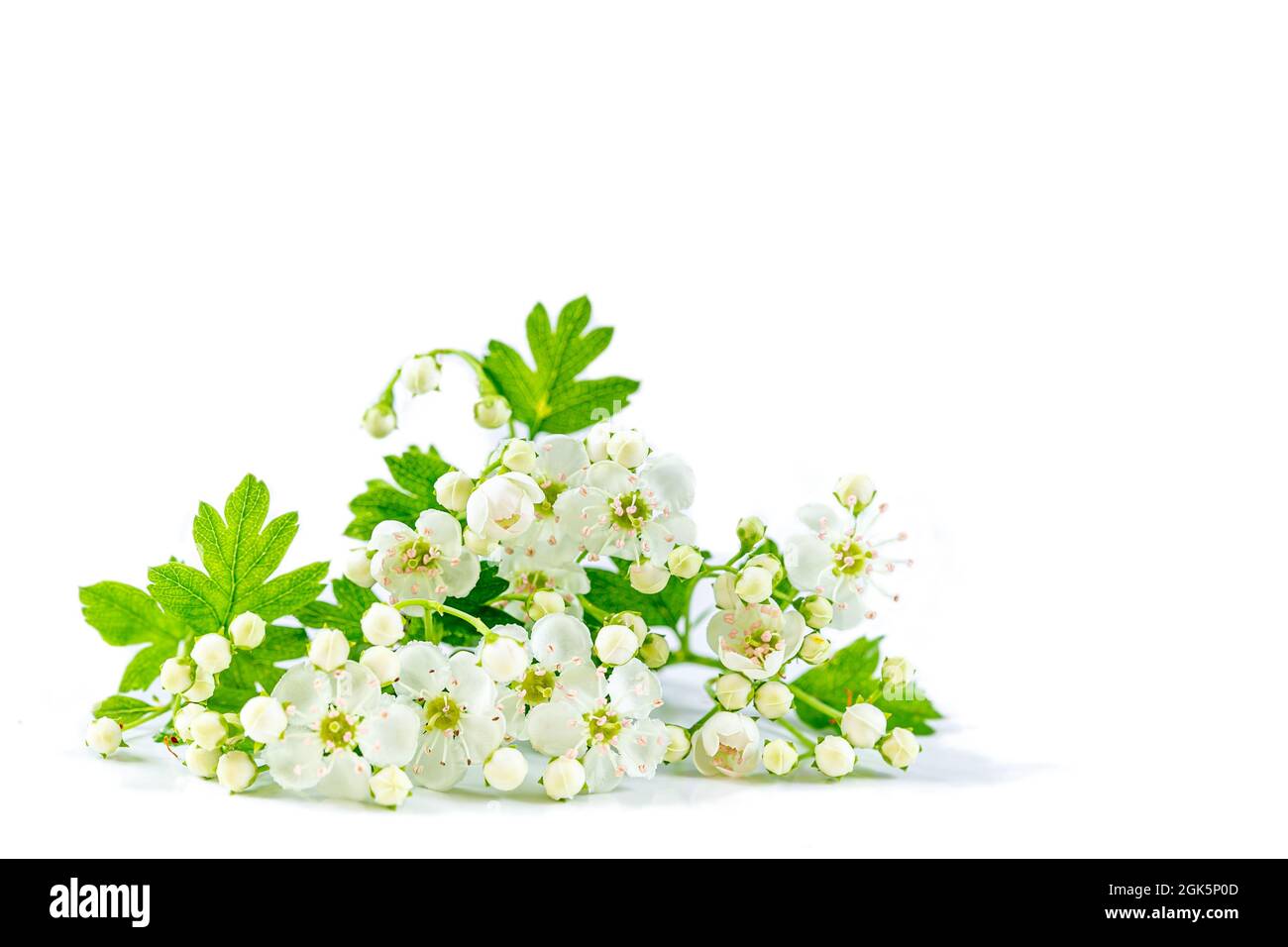 Close-up of an isolated white flower stem on a white background Stock ...