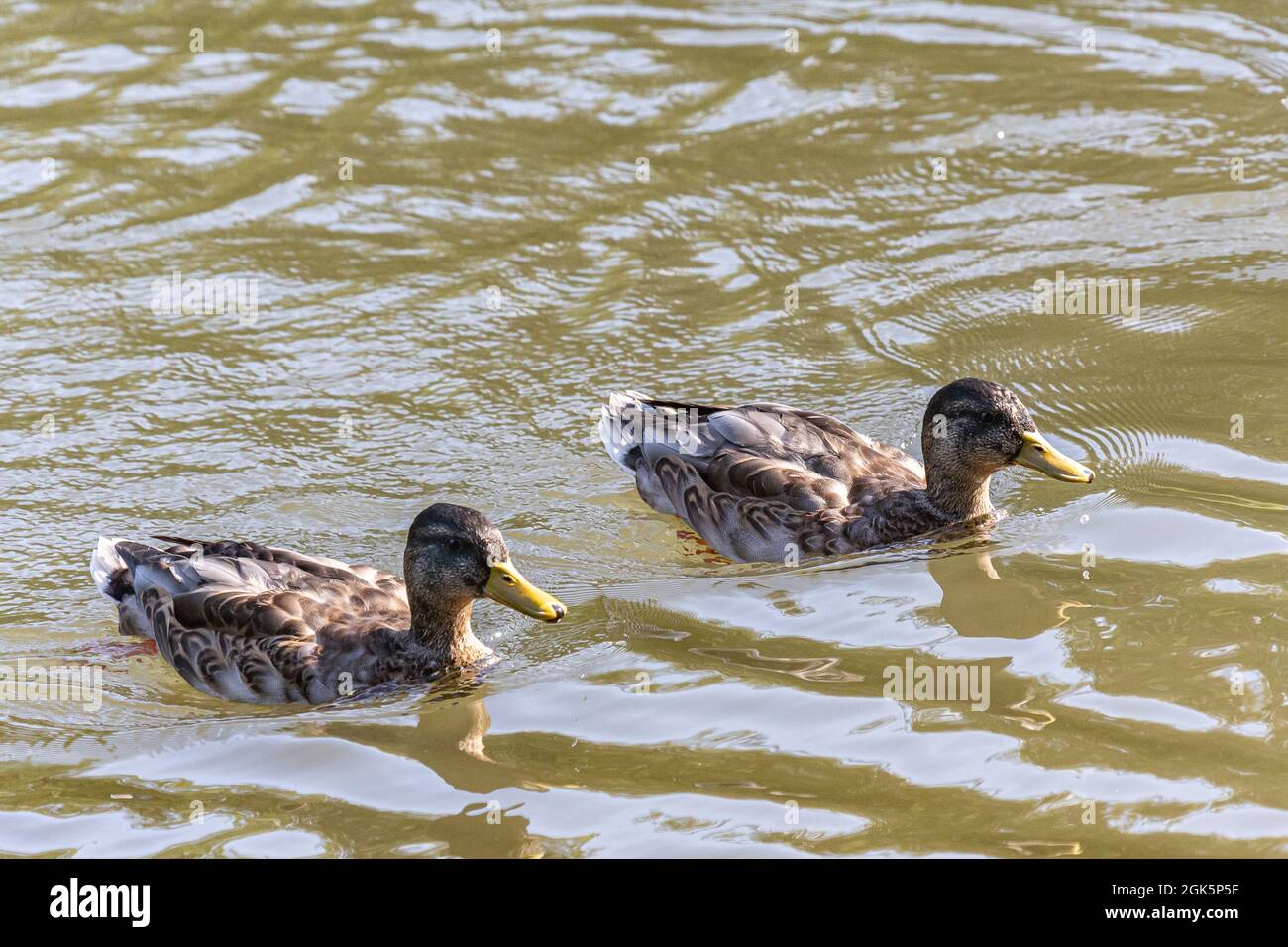 Two elegant ducks hi-res stock photography and images - Alamy