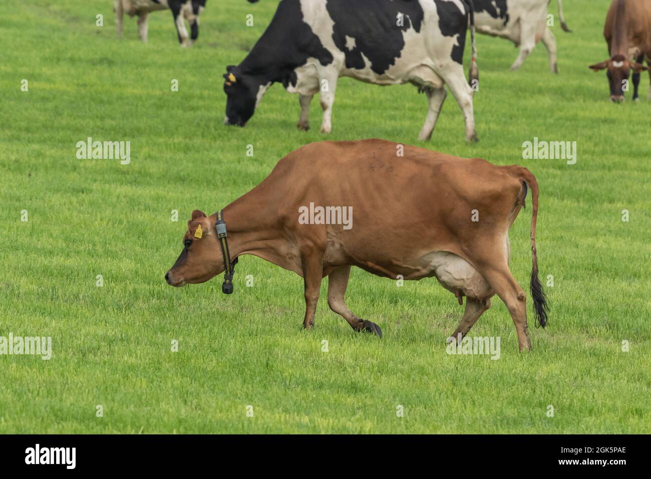 Cow collar for identification hi-res stock photography and images - Alamy