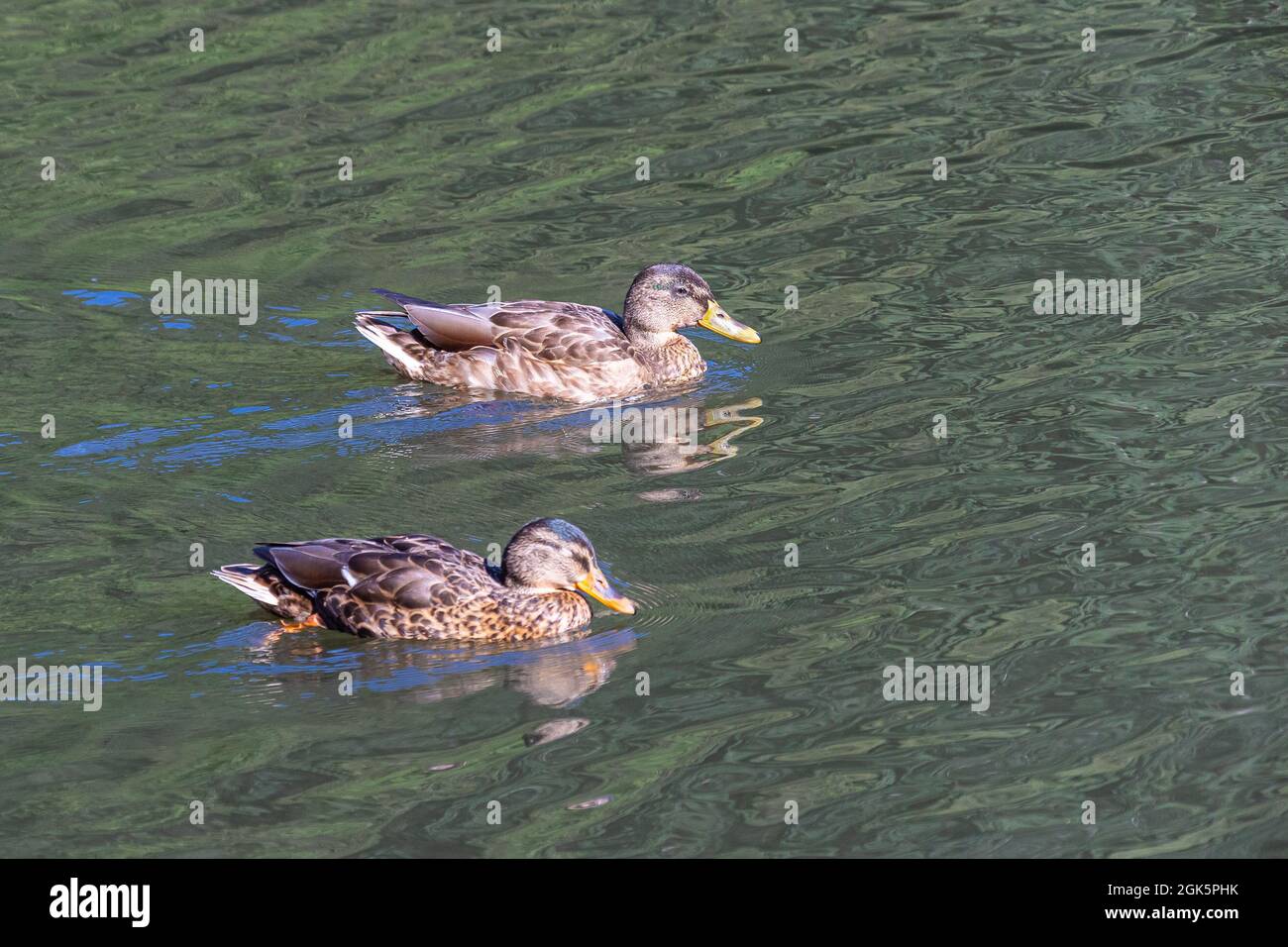 Two elegant ducks hi-res stock photography and images - Alamy