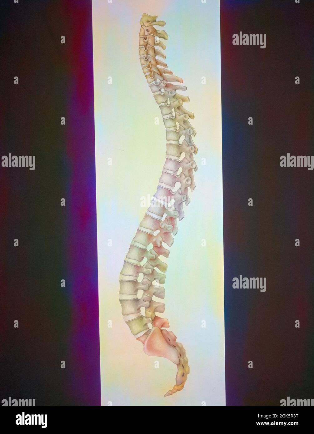Spine in profile composed of cervical, thoracic vertebrae Stock Photo ...