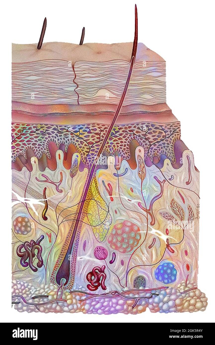 Section of skin with epidermis, dermis, hypodermis and lipid layer ...