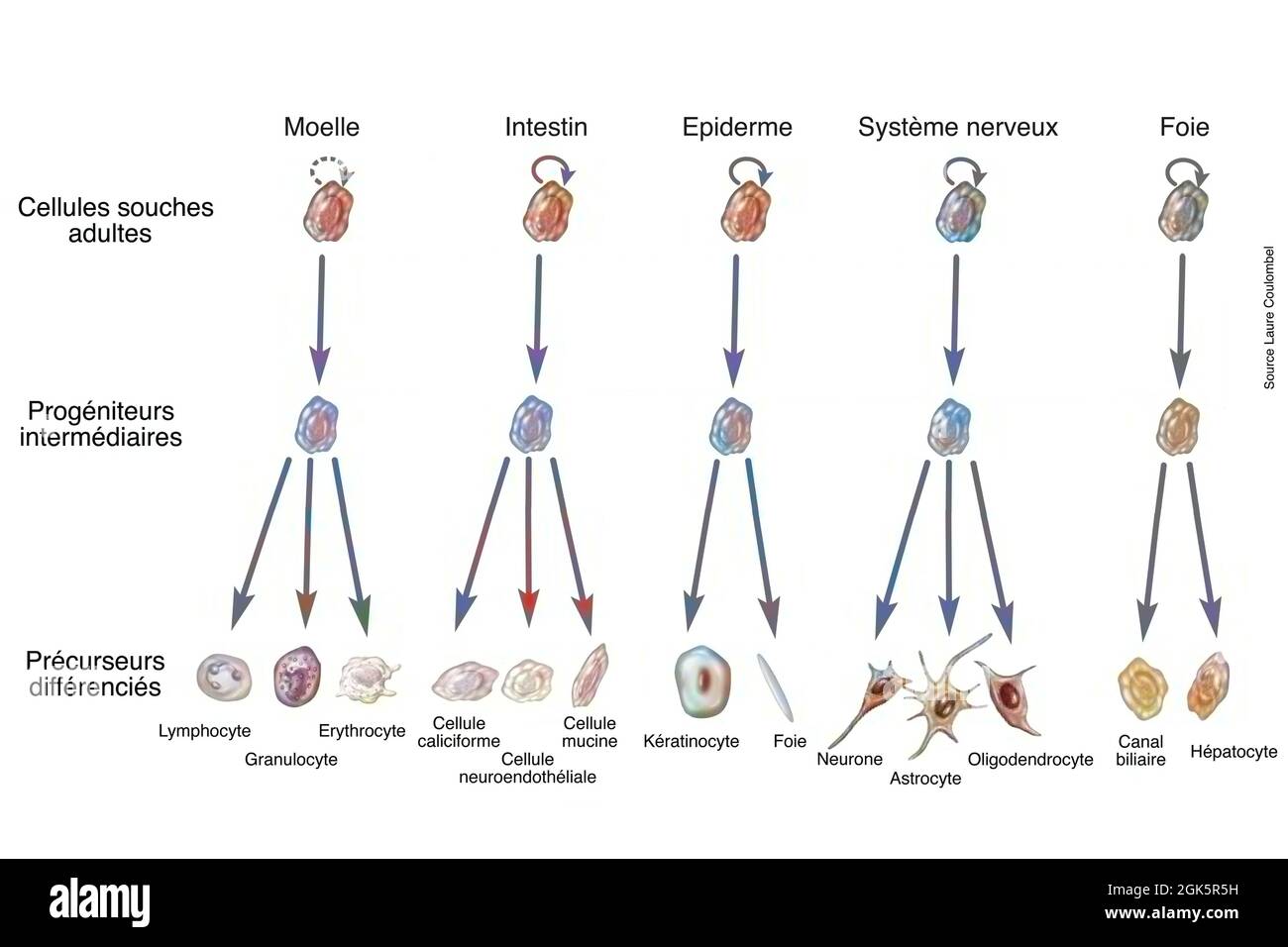 Benefits of adult stem cells in cell therapy Stock Photo - Alamy