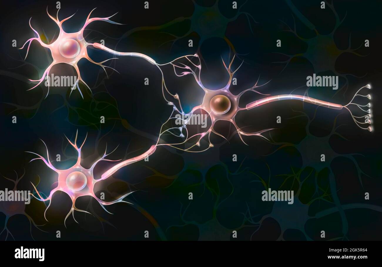 Three neurons connected to signify the transmission of nerve impulses ...