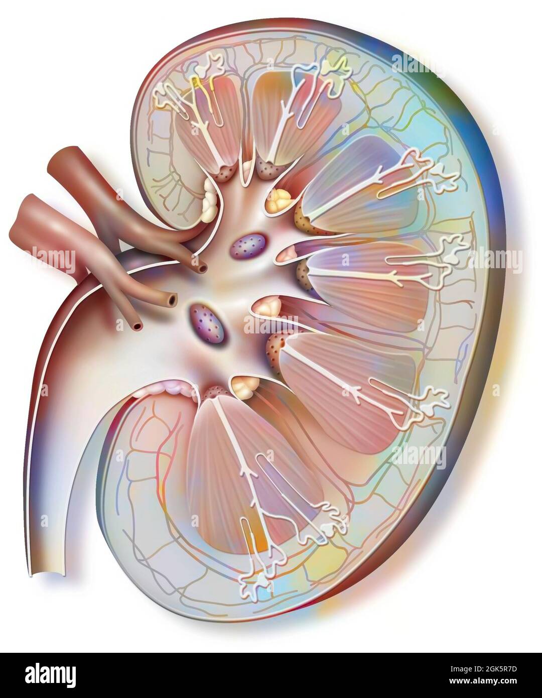 Renal pyramid hi-res stock photography and images - Alamy