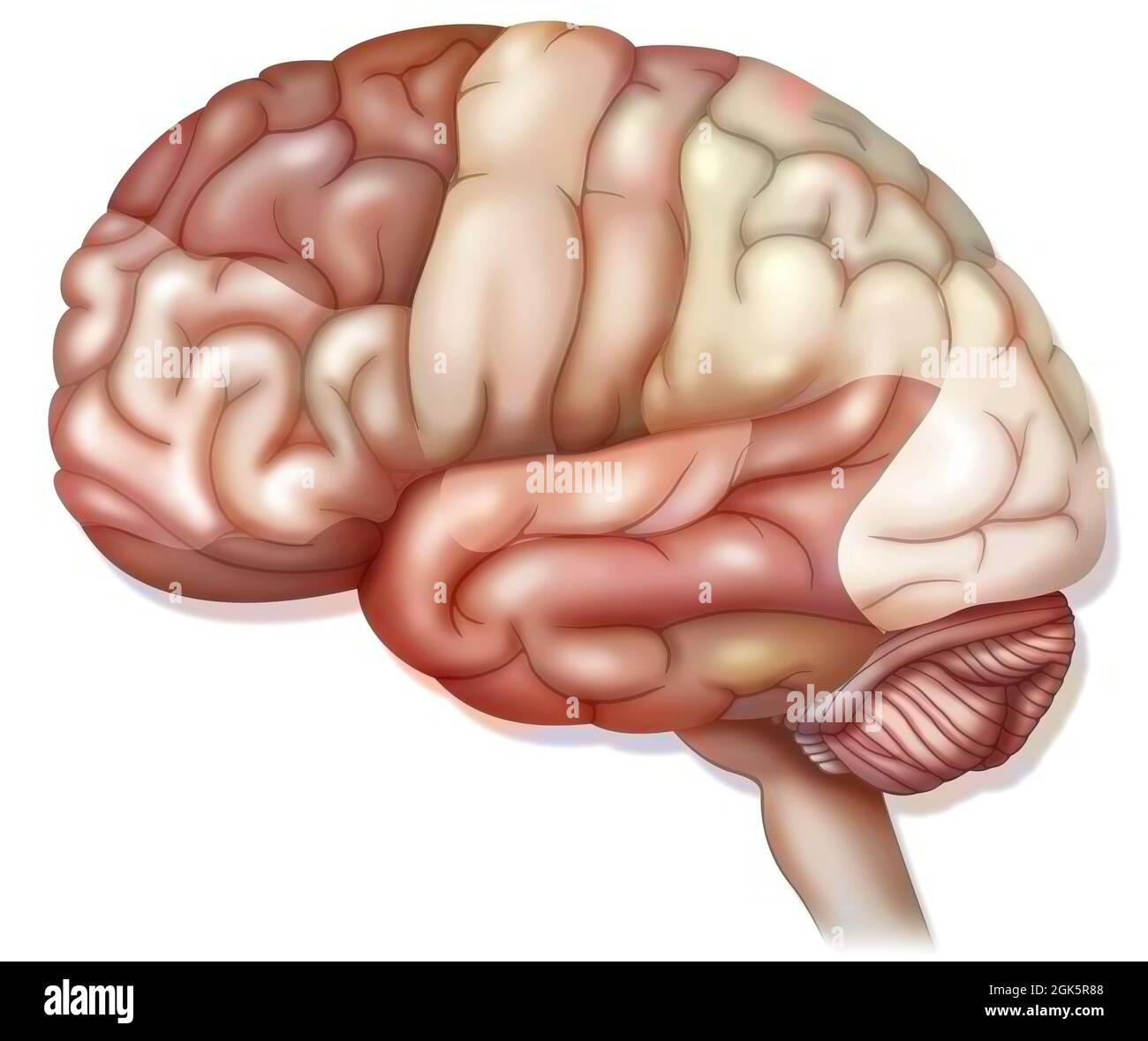 Areas of the brain: prefrontal cortex, premotor cortex and oculomotor ...
