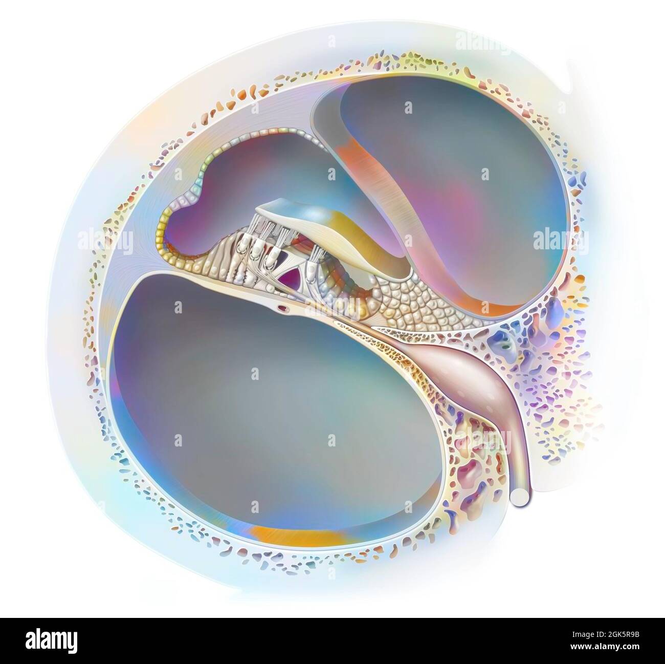 Inner ear: the organ of Corti with the vestibular, tympanic ramp Stock ...
