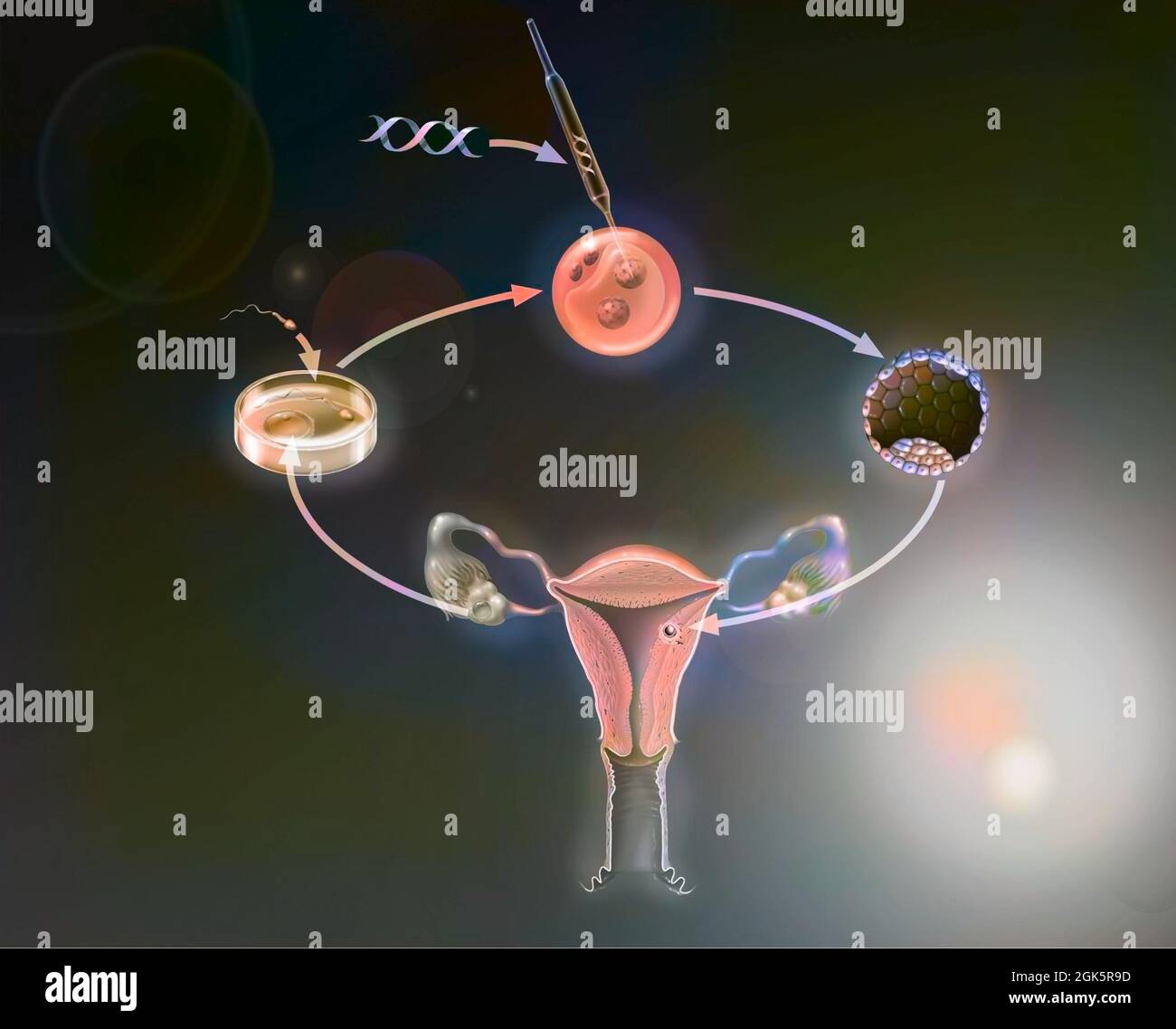 Human embryos hi-res stock photography and images - Alamy