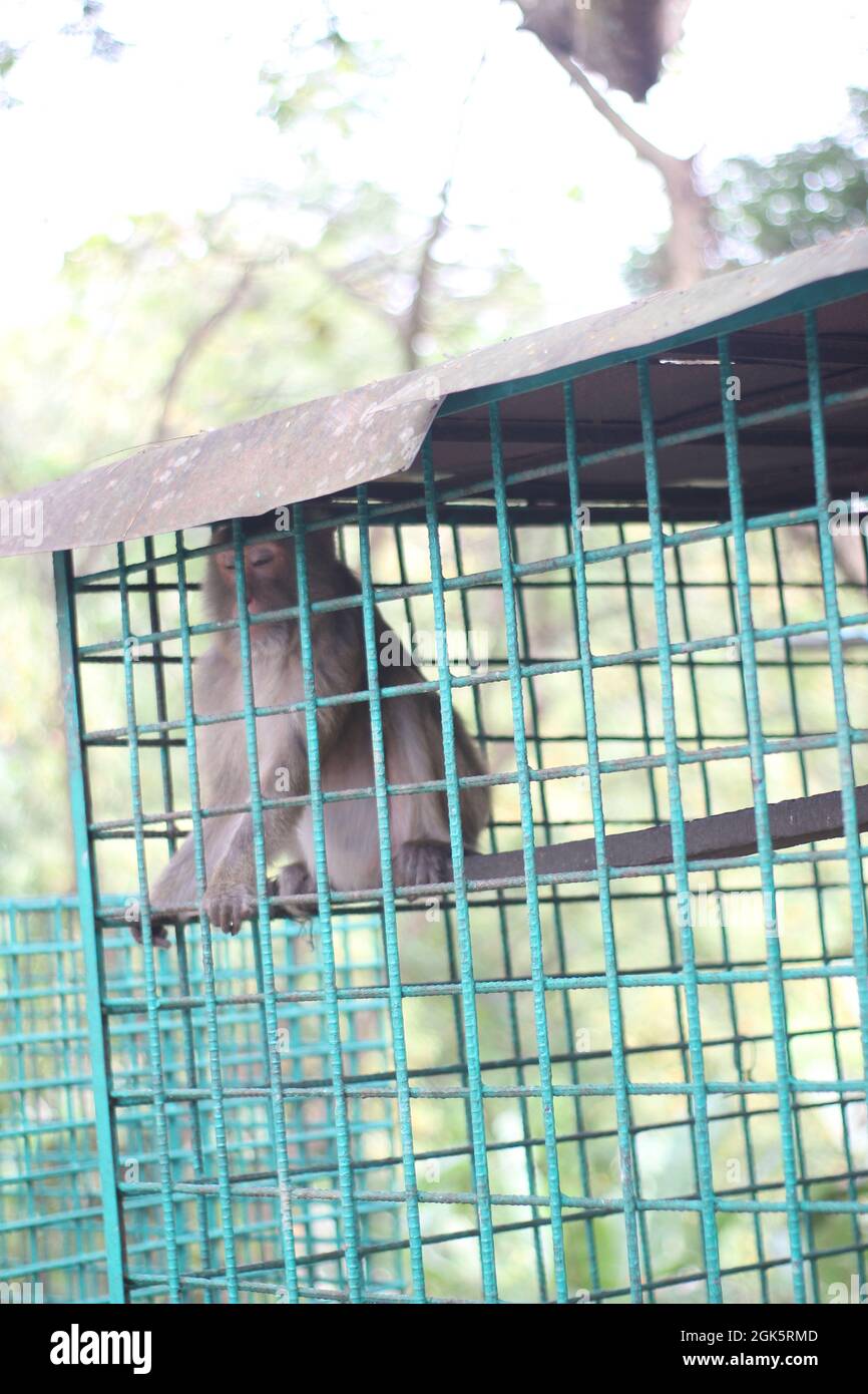 The beautiful monkey in cage Stock Photo - Alamy