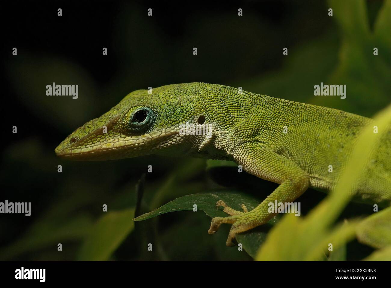 American green anole hi-res stock photography and images - Alamy