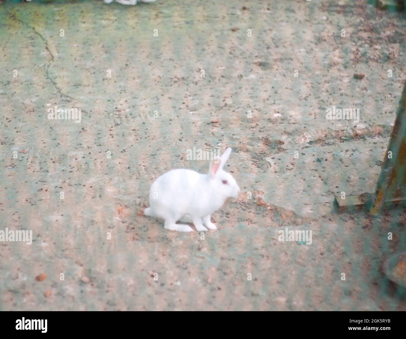 The white rabbit in the garden Stock Photo - Alamy