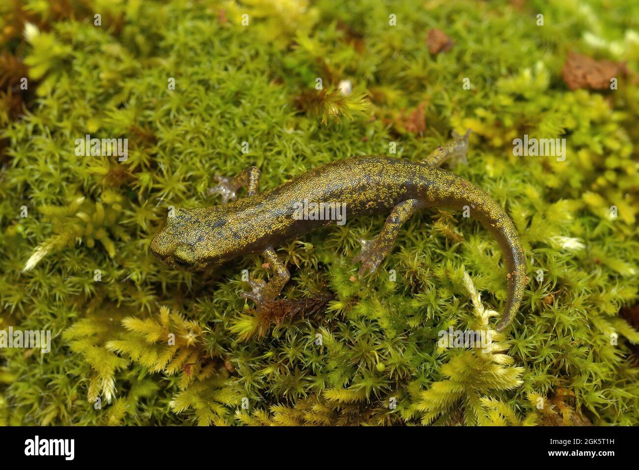 Limestone salamander hi-res stock photography and images - Alamy