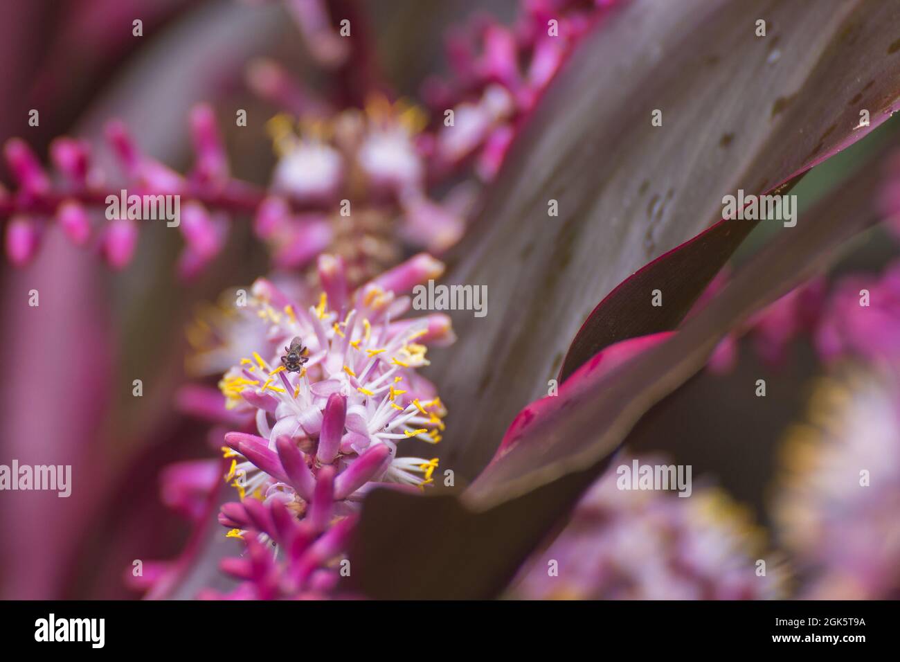 Small Australian native stingless bee on a bromeliad flower Stock Photo ...