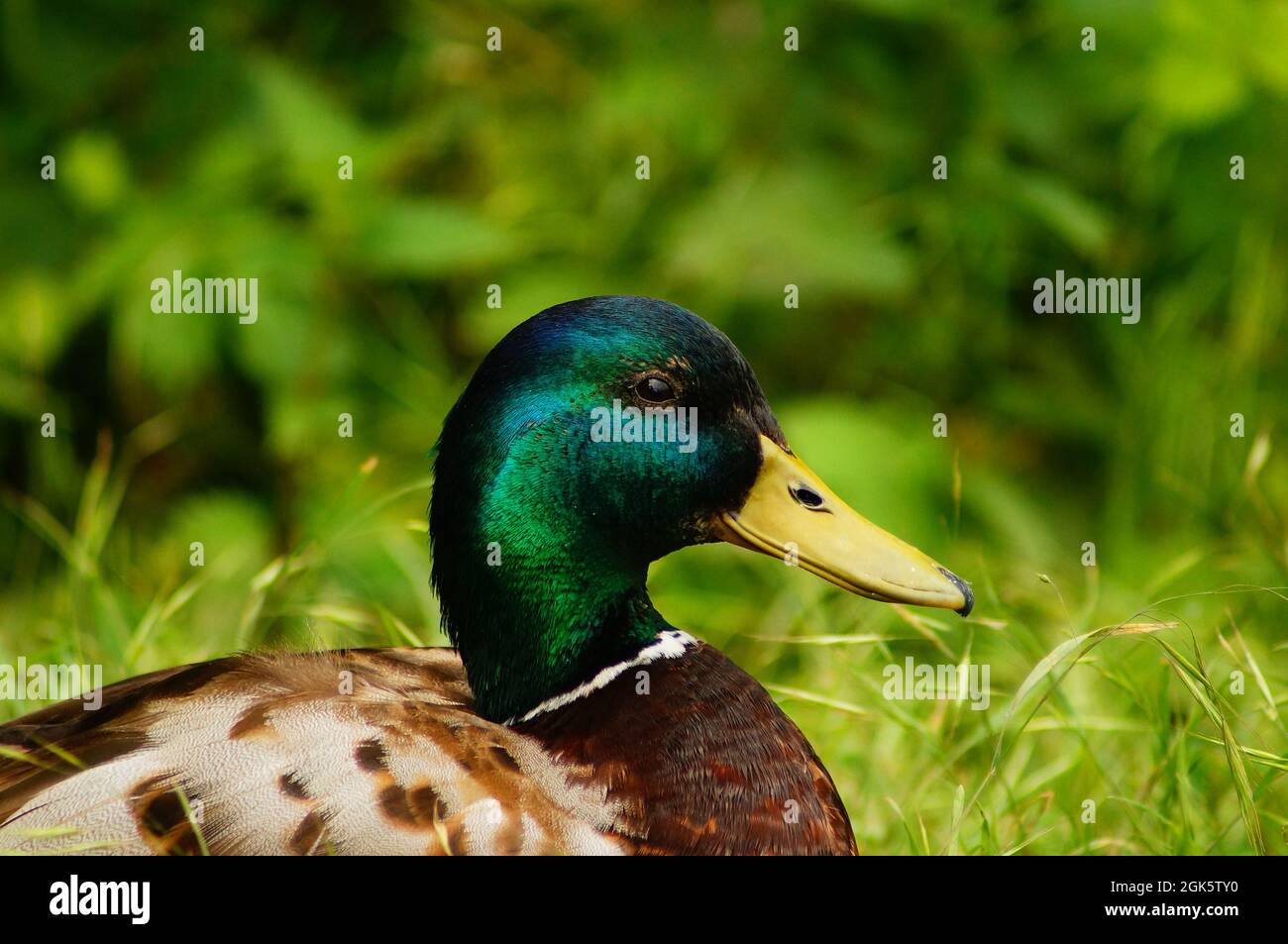 Portrait of a male mallard duck Stock Photo - Alamy