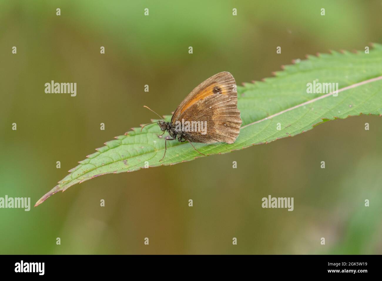 A meadow brown butterfly on a leaf. (Maniola jurtina Stock Photo - Alamy