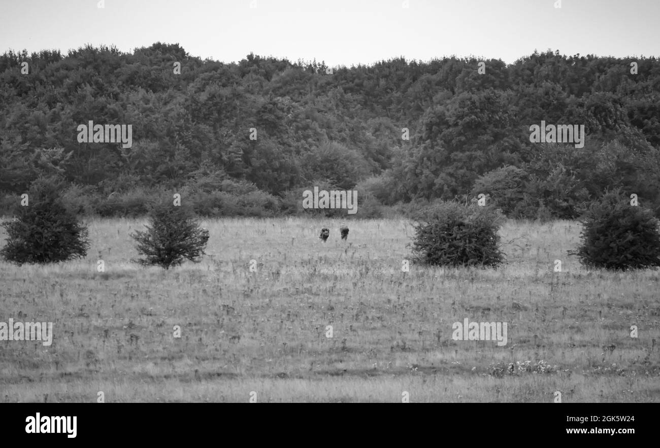British army soldiers tab across a field in action on a military ...