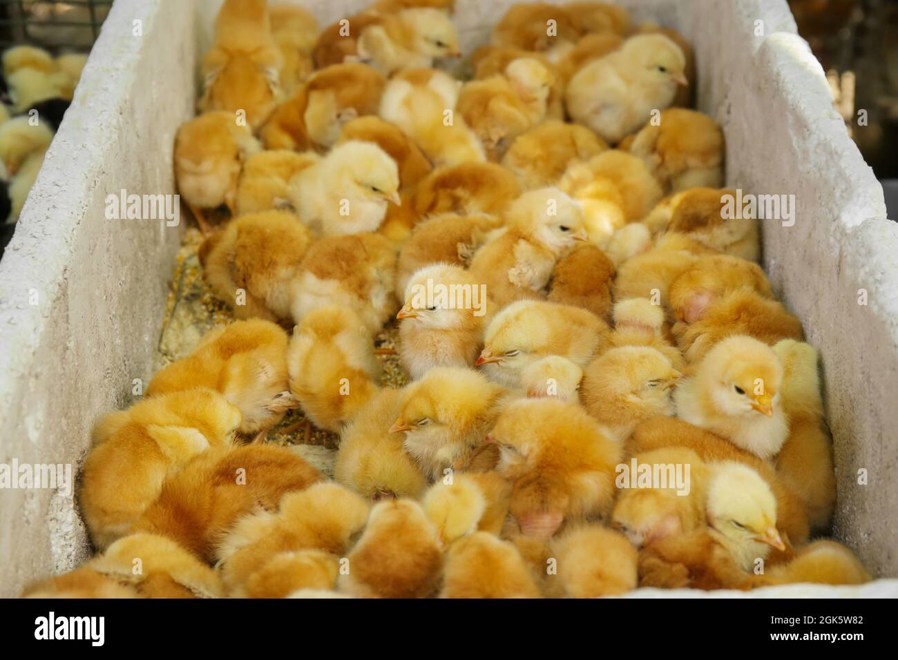Little cute baby birds in incubator Stock Photo - Alamy