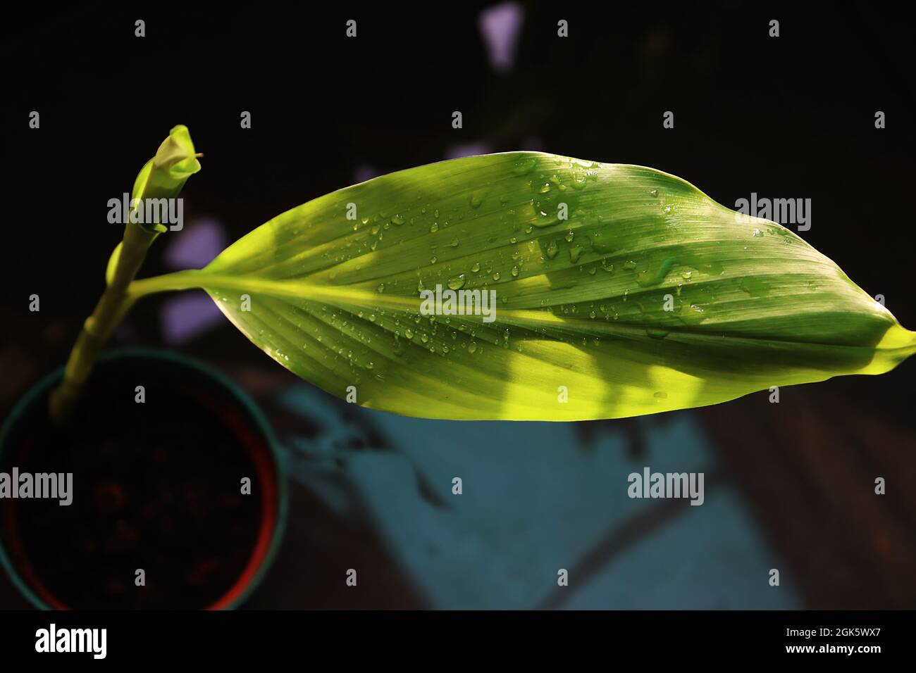 Turmeric plant pot hi-res stock photography and images - Alamy