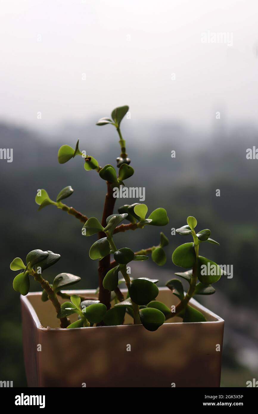 Close-up of jade plant in a pot Stock Photo - Alamy