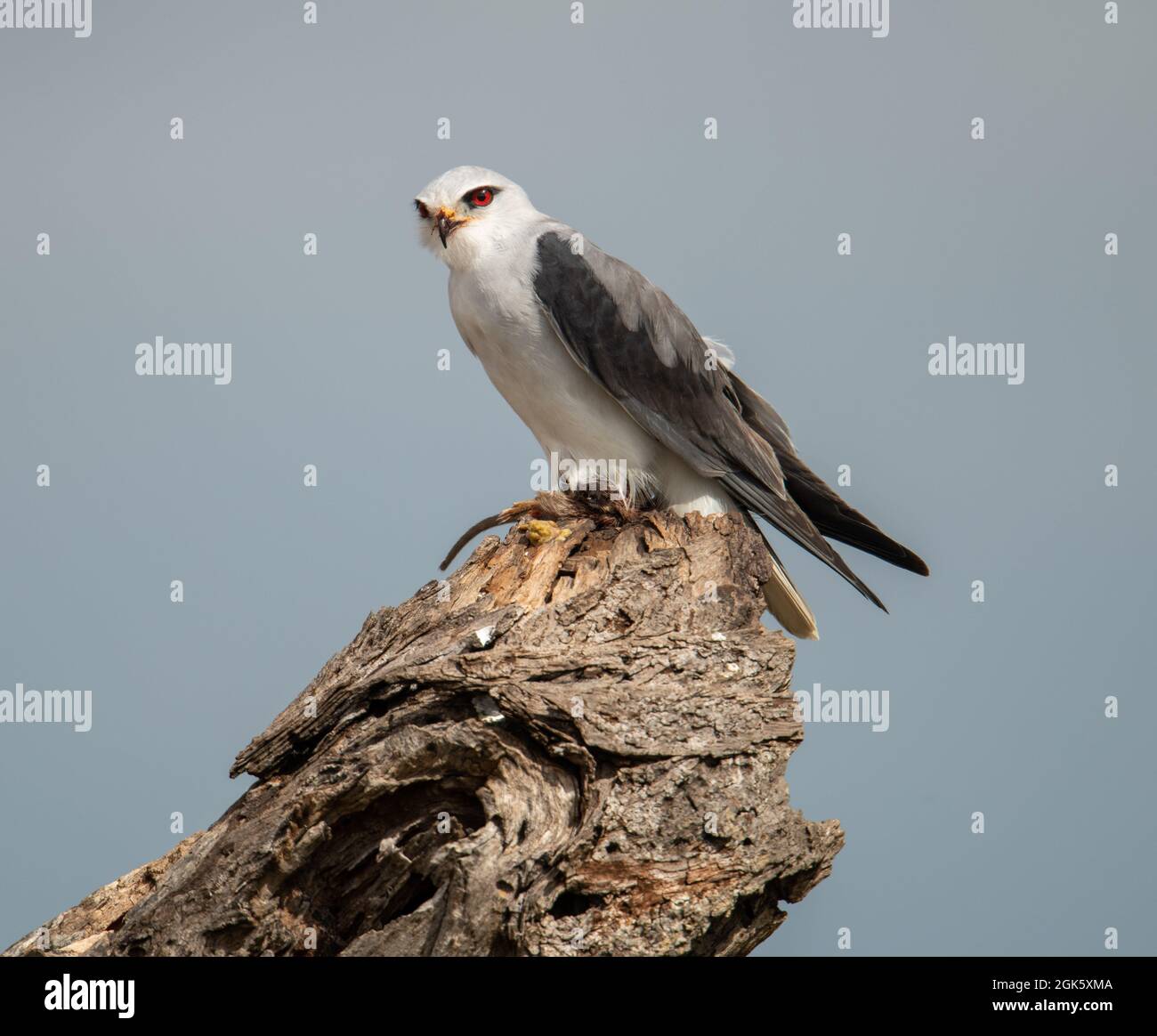 Yellow bird of prey talons hi-res stock photography and images - Alamy
