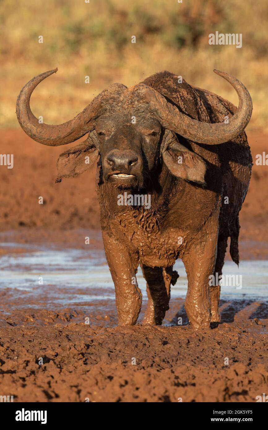 Buffalo wallow hi-res stock photography and images - Alamy
