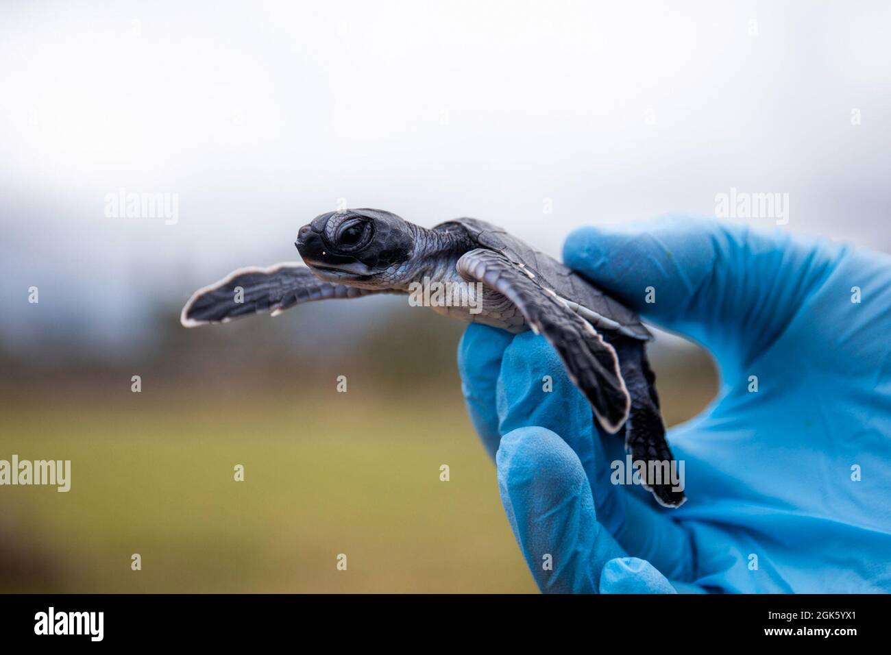 A baby sea turtle is held up during an excavation at Fort Hase Beach ...