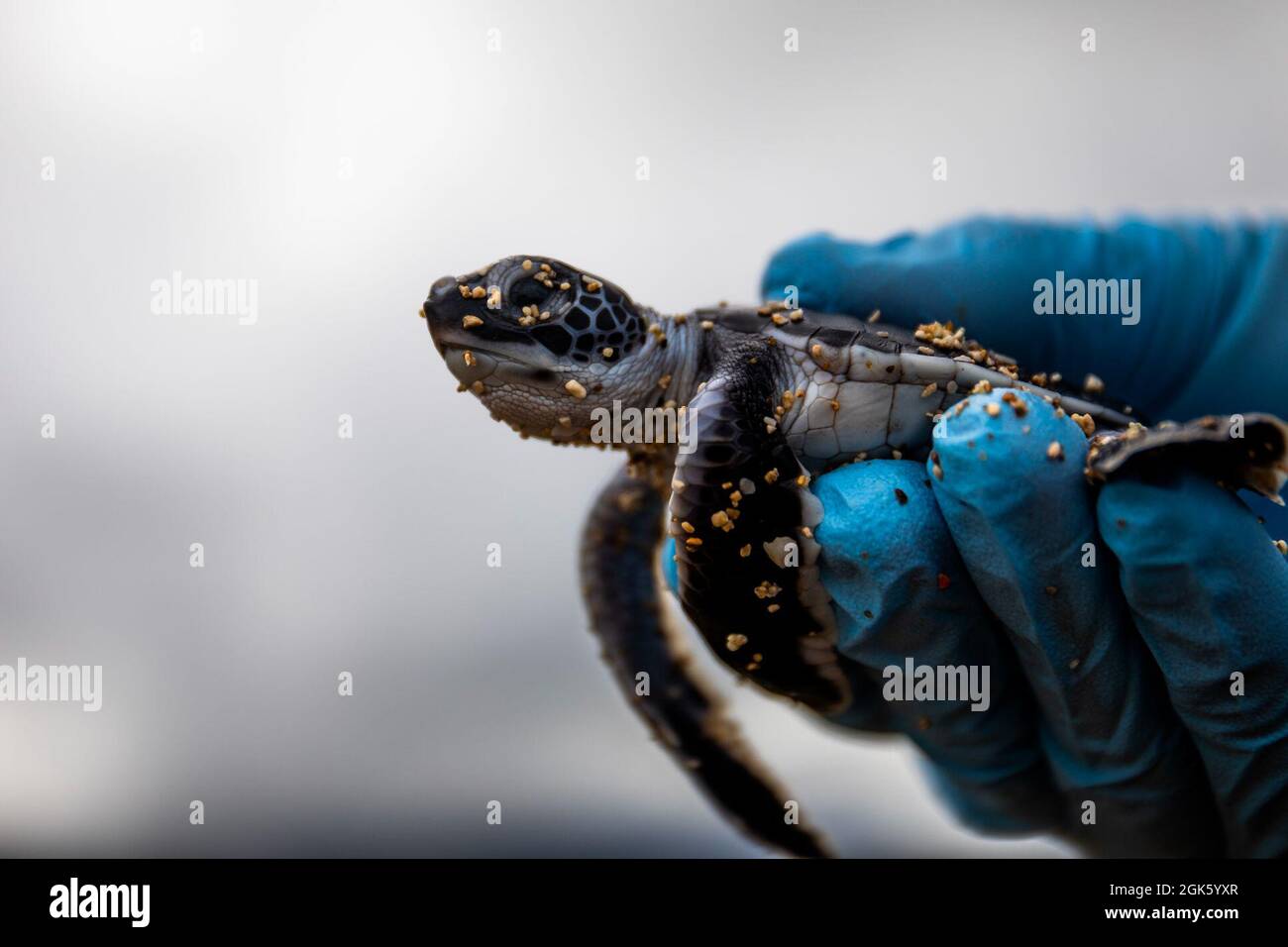 A baby sea turtle is held up during an excavation at Fort Hase Beach ...