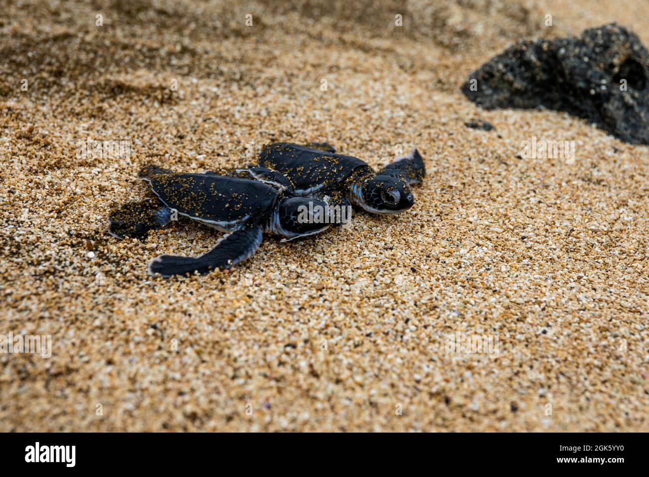 Two baby sea turtles make their way to the ocean during an excavation ...