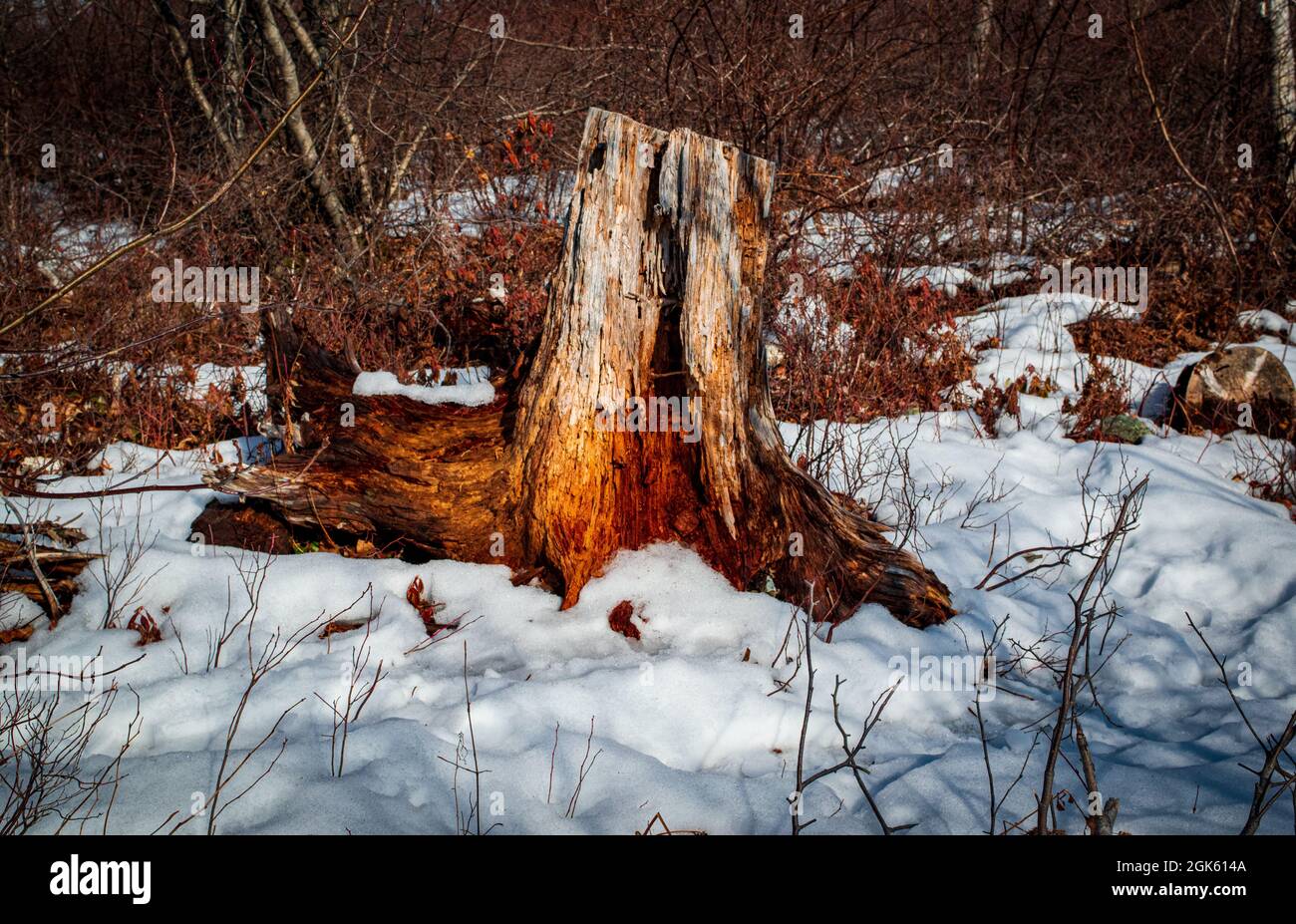 dead tree stump in the middle of a trail Stock Photo - Alamy