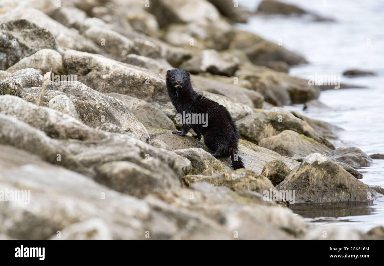 American mink on rock hi-res stock photography and images - Alamy