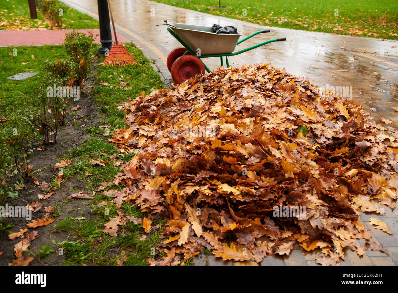 Cleaning of autumn leaves in the park with garden rake and cart. A pile ...