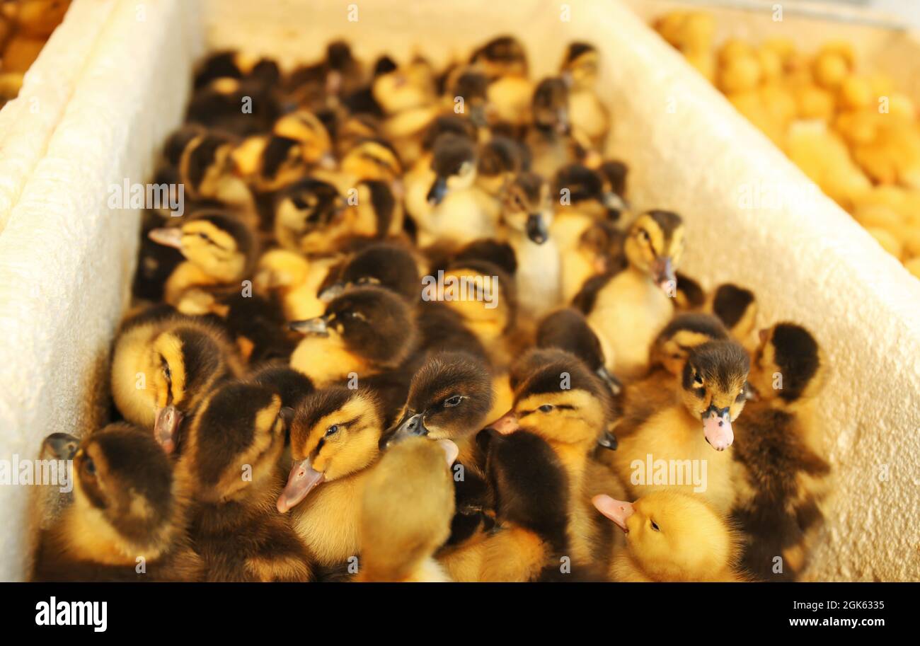 Little cute ducklings in incubator Stock Photo - Alamy