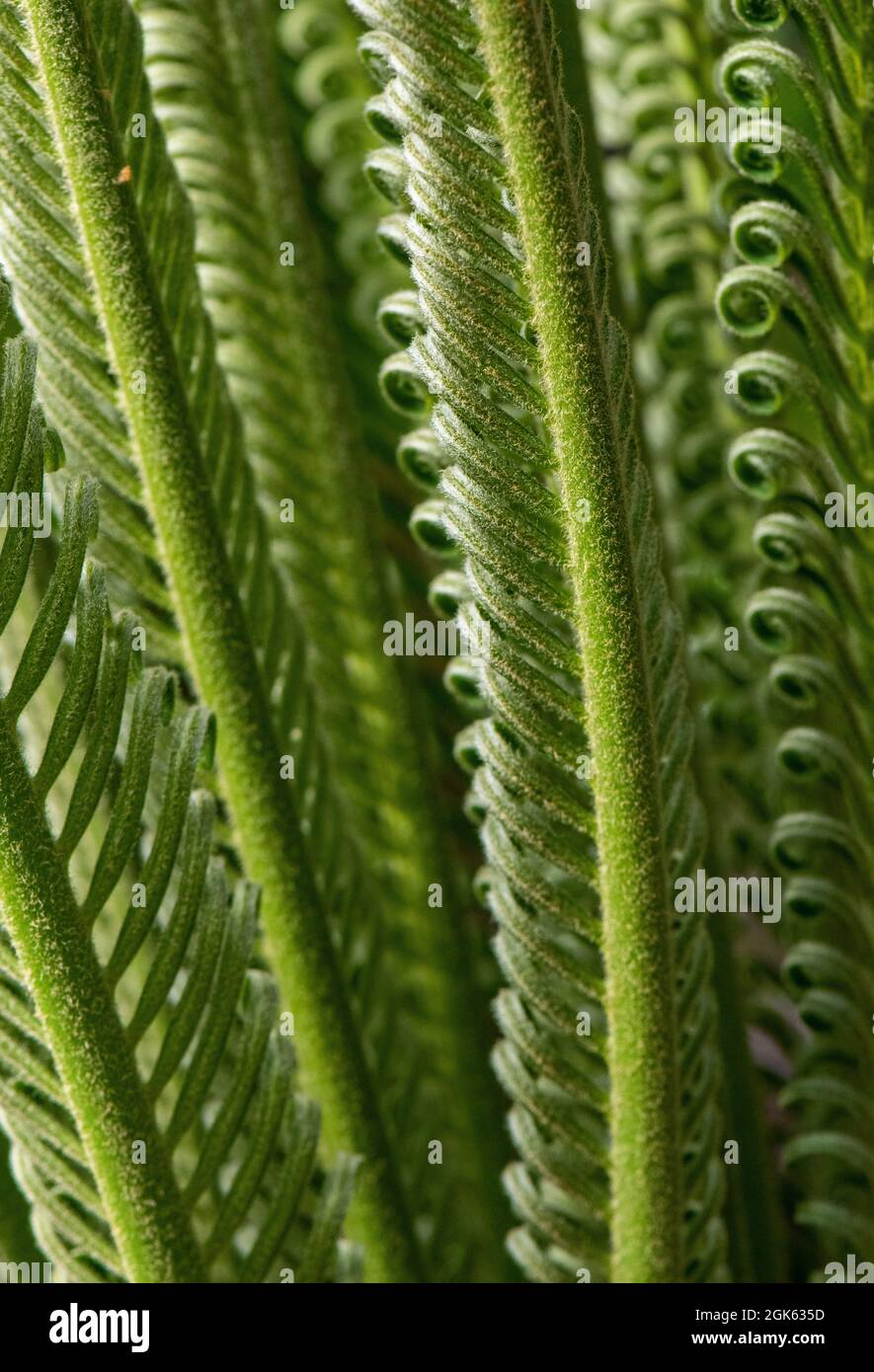 Macro image of curling edges of a sago palm leaf when upright Stock ...