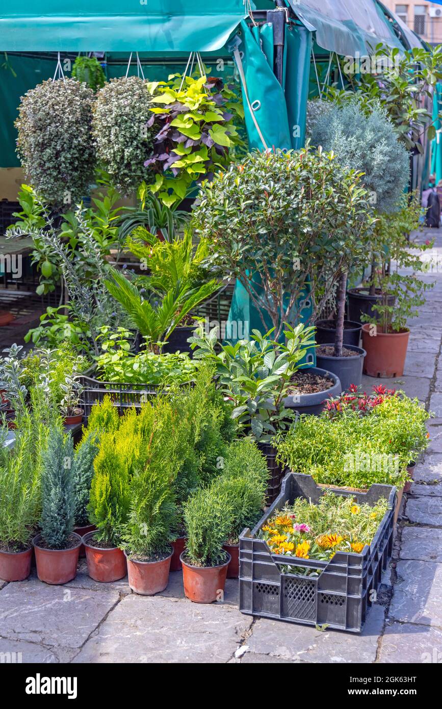 Small Trees Green Plants at Garden Centre Stock Photo - Alamy