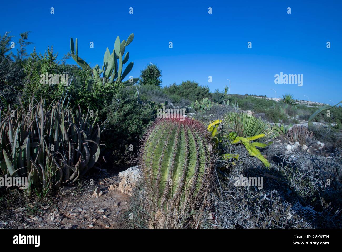 A short, fat cactus on a hillside near Ayia Napa, Cyprus Stock Photo ...