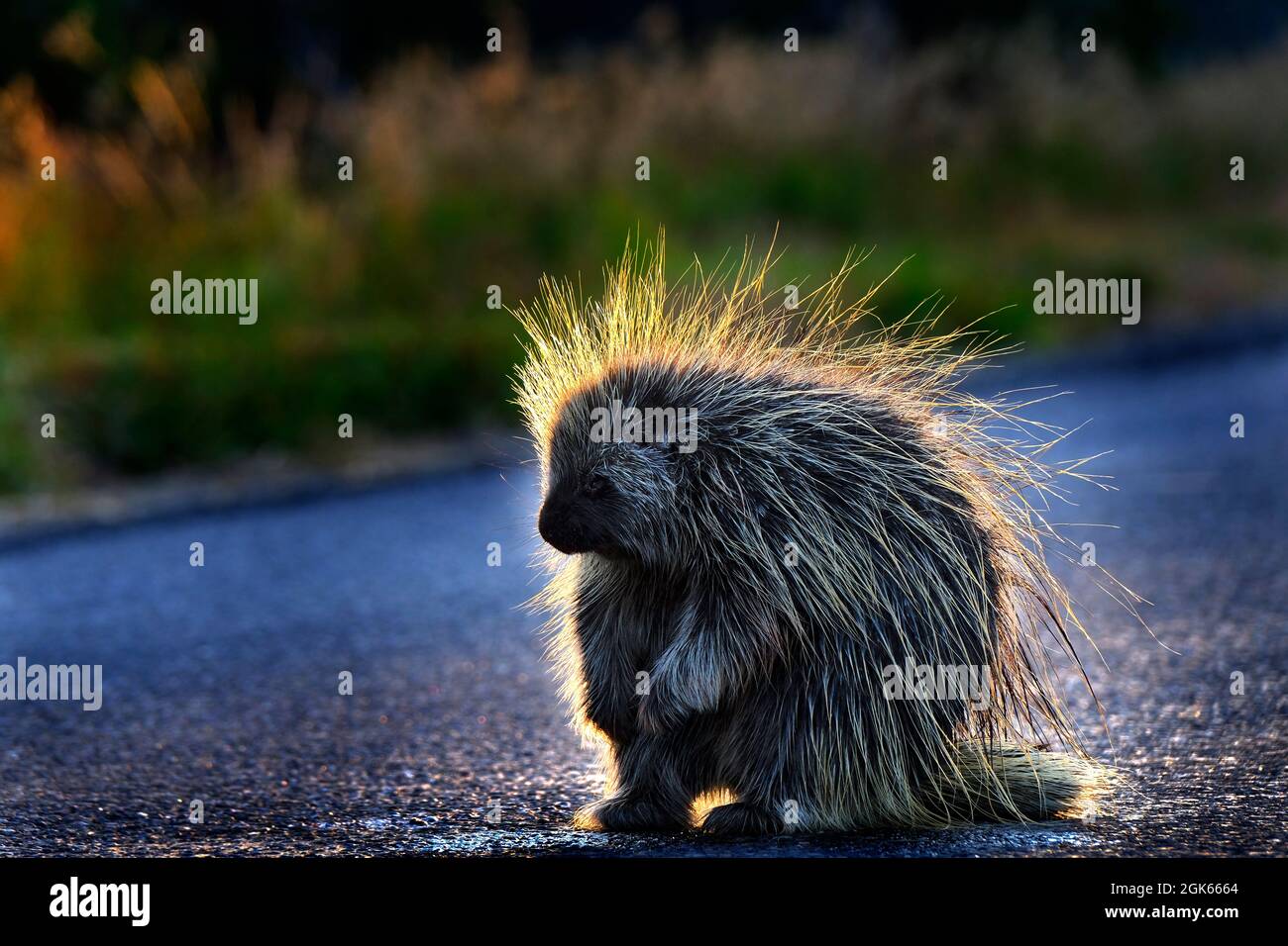 Close up detail of a Porcupine in wilderness sunlight on quills early ...