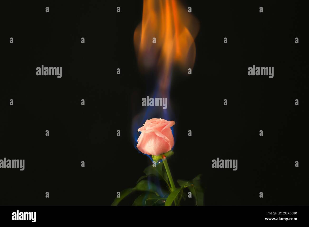 Burning rose on black background Stock Photo - Alamy
