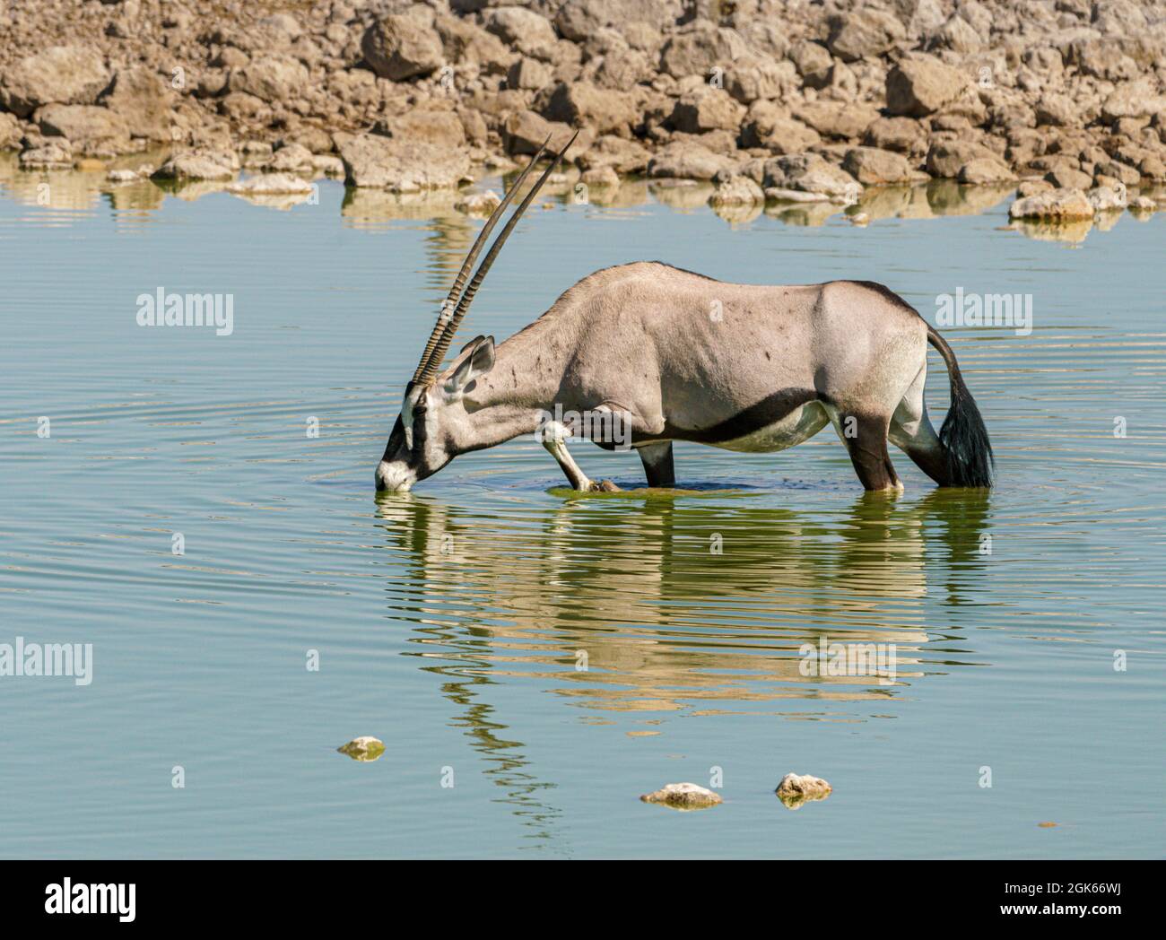 Southern oryx hi-res stock photography and images - Alamy