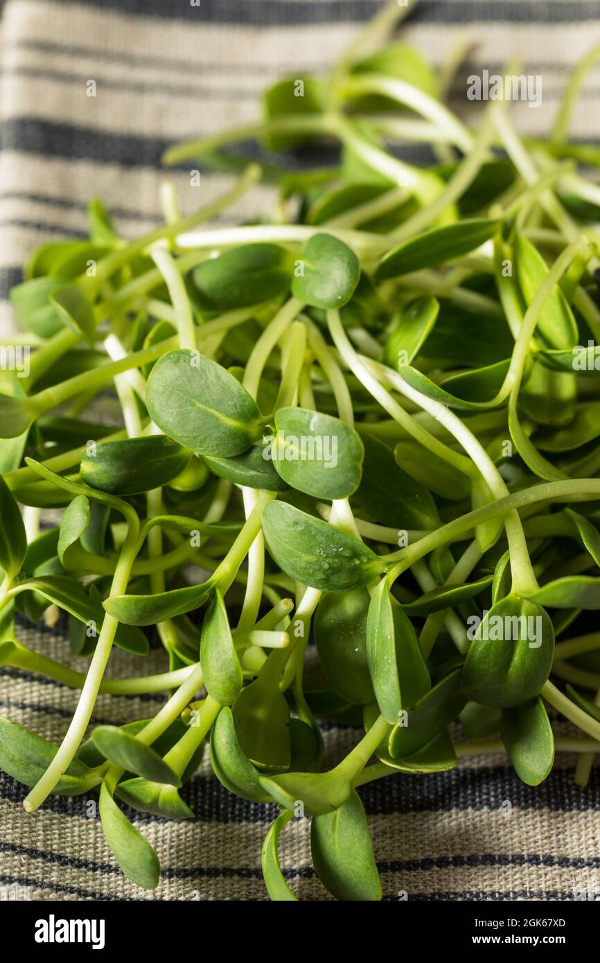 Raw Green Organic Sunflower Sprouts in a Bunch Stock Photo - Alamy