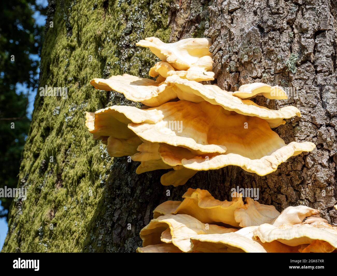 Chicken of the woods funghi hi-res stock photography and images - Alamy